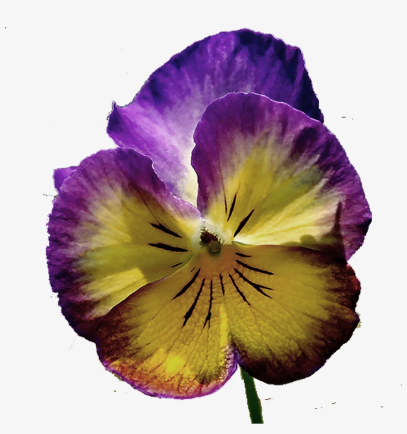 Pansy Png - Pansy - Free Transparent PNG Download - PNGkey
