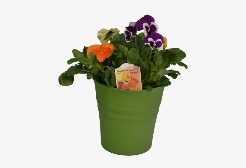 Scrumptious Pansies - Pansy - Free Transparent PNG Download - PNGkey