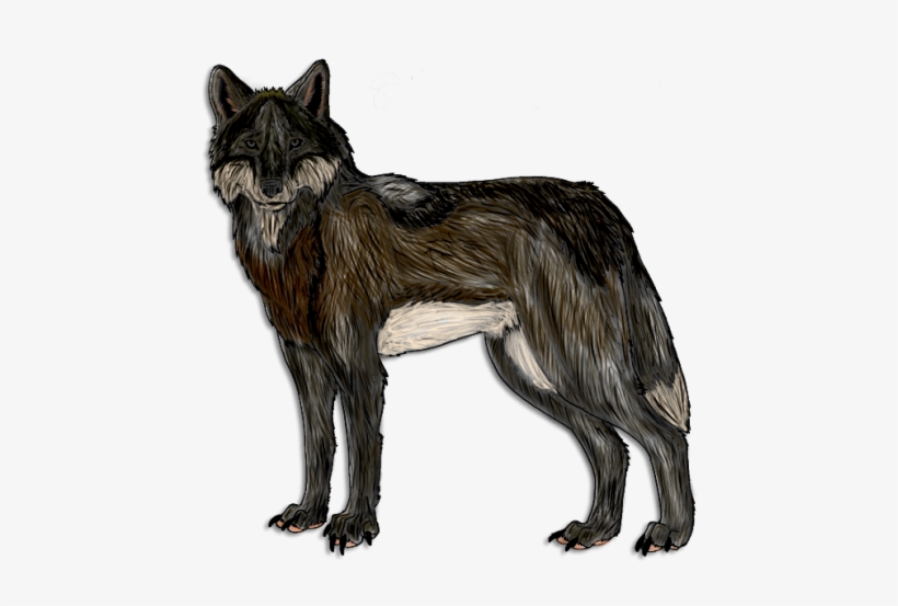 Wolf Drawing - Wolf - Free Transparent PNG Download - PNGkey
