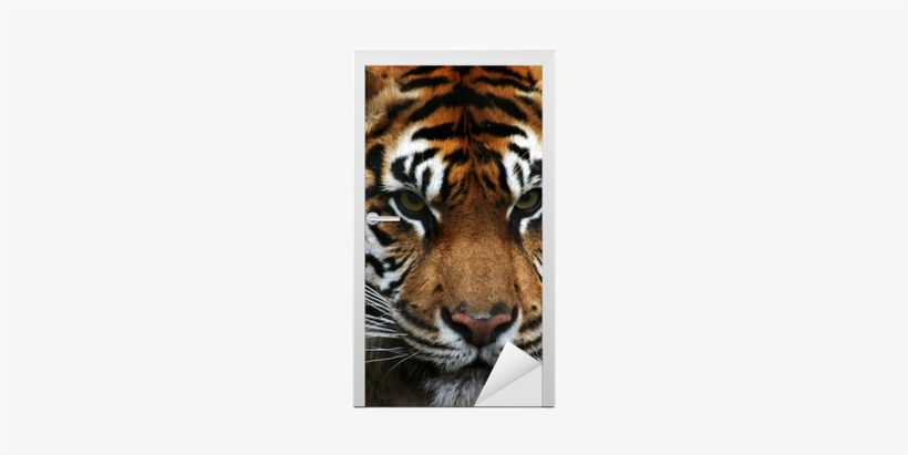 Eye Of The Tiger - Free Transparent PNG Download - PNGkey