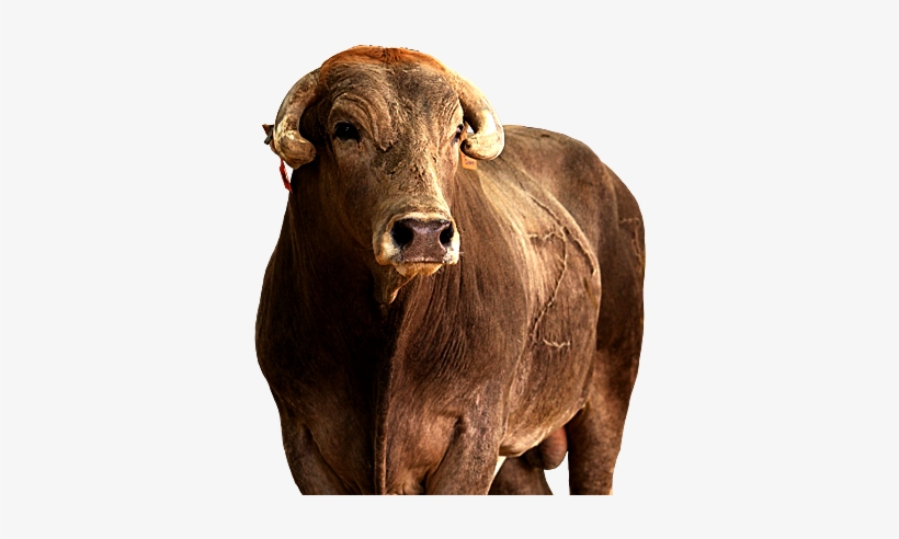 Smackdown - Best Bucking Bulls In History - Free Transparent PNG ...