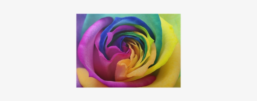 Rainbow Rose - Free Transparent PNG Download - PNGkey