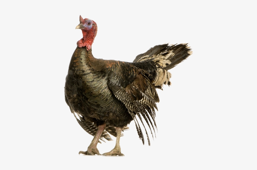 Search For - - Wild Turkey - Free Transparent PNG Download - PNGkey