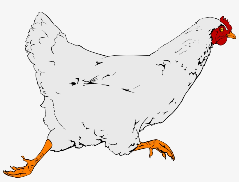 Clipart Png Chicken - Real Chicken Clipart - Free Transparent PNG ...