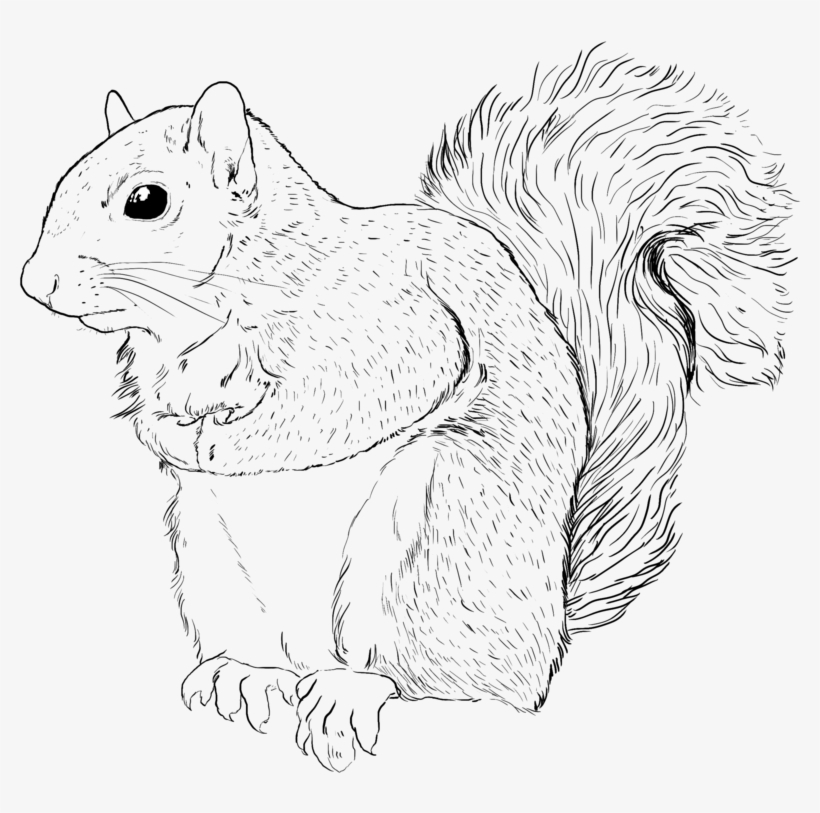 Eastern Gray Squirrel - Free Transparent PNG Download - PNGkey