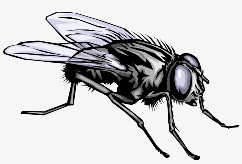 Vector Illustration Of Housefly Insect Fly Bug At Rest - Flies: A Novel ...
