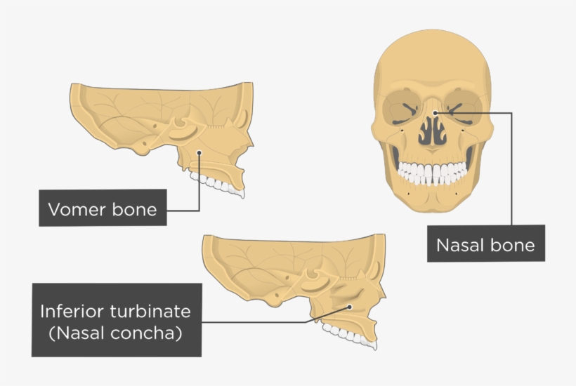 Nasal, Vomer, And Inferior Turbinate Bones Overview - Vomer And ...