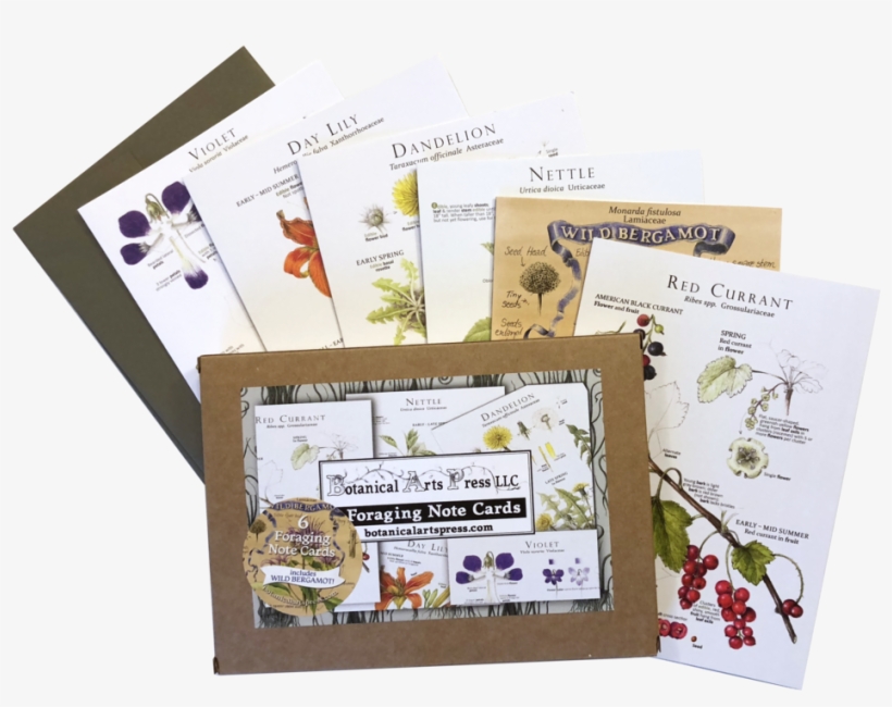 Set Of 6 Plant Identification/recipe Note Cards - Free Transparent PNG ...