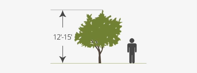 Semi Dwarf Bare Root Tree Size - Tree - Free Transparent PNG Download ...