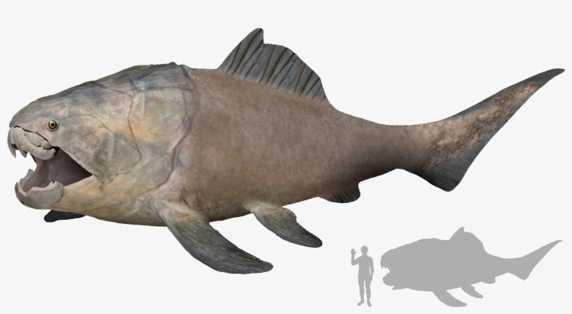 Dunkleosteus Artist's Impression - Size - Free Transparent PNG Download ...
