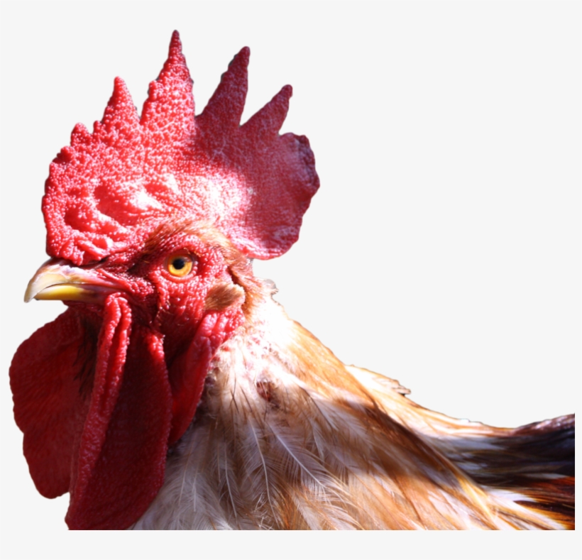 Chicken Head Transparent Background - Free Transparent PNG Download ...