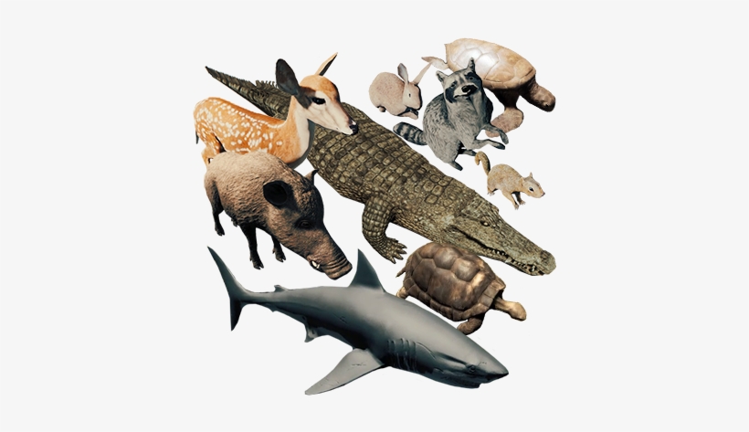 All Animals In The Forest Game - Free Transparent PNG Download - PNGkey