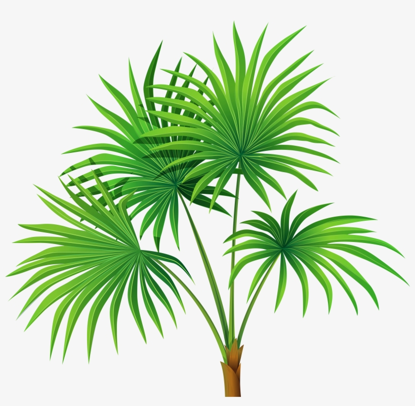 Palm Tree Leaves Clipart - Free Transparent PNG Download - PNGkey