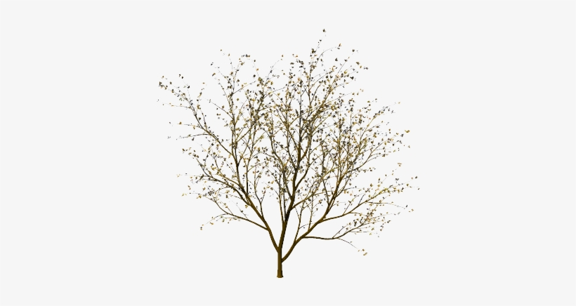 Thin Tree Without Leaves - Free Transparent PNG Download - PNGkey
