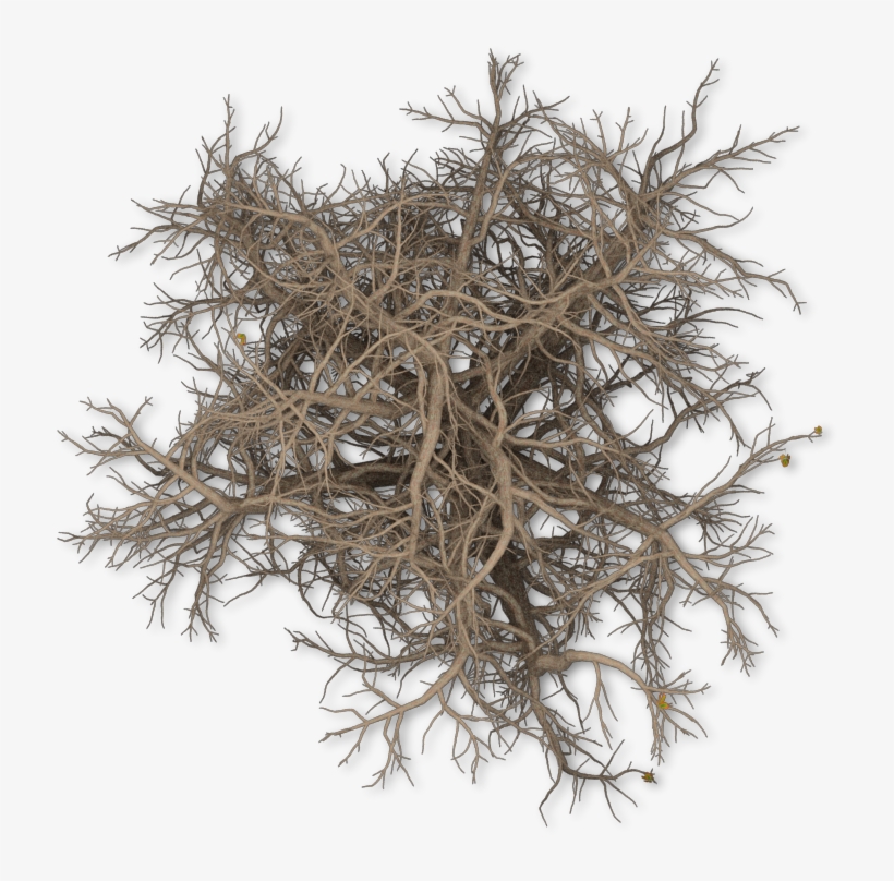 06 Feb 2009 - Dead Leaves Transparent - Free Transparent PNG Download ...