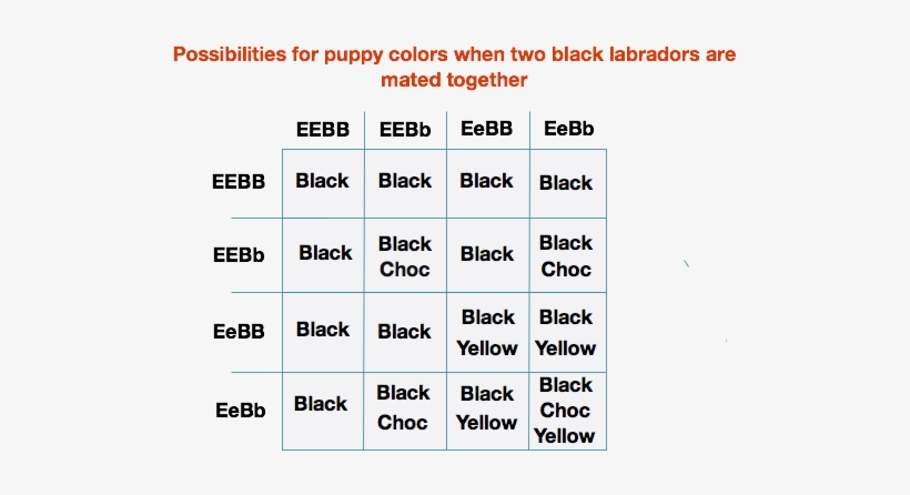 Two Black Labs - Labrador Color Chart - Free Transparent PNG Download ...