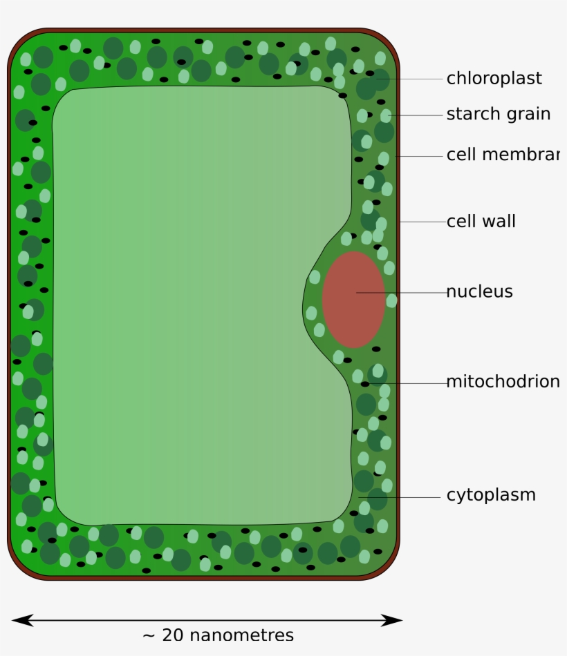Open - Diagram Of A Palisade Cell - Free Transparent PNG Download - PNGkey