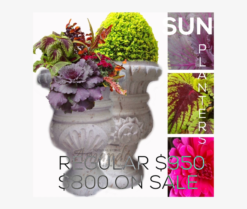 Amando Stone Sun Cup Planter - Cup - Free Transparent PNG Download - PNGkey