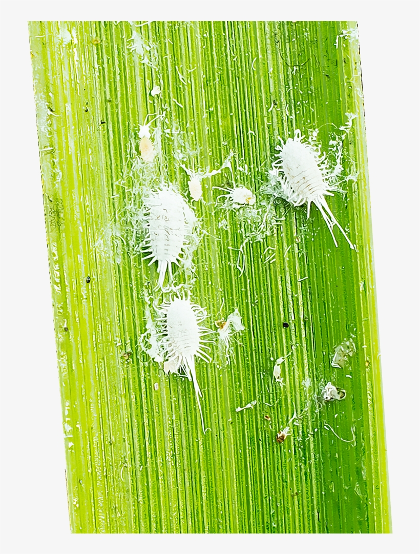 Mealybugs - Cochineal - Free Transparent PNG Download - PNGkey