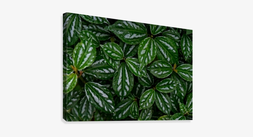Full Frame Of Leaves Canvas Print - Houseplant - Free Transparent PNG ...