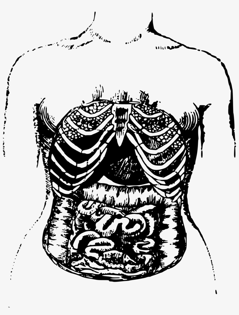 Big Image - Intestines Drawing - Free Transparent PNG Download - PNGkey