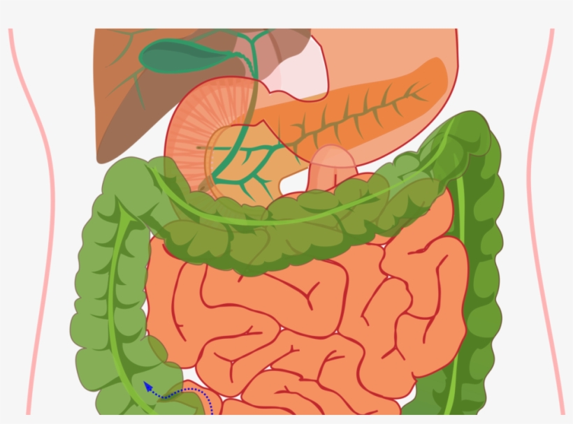 Human Digestive System - Free Transparent PNG Download - PNGkey