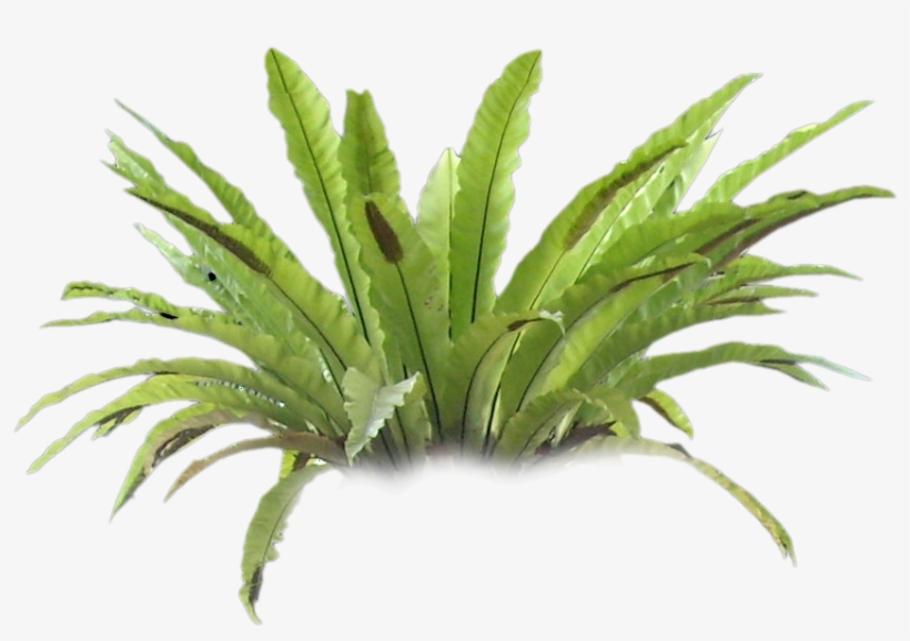 Fern - Tree Fern Png - Free Transparent PNG Download - PNGkey