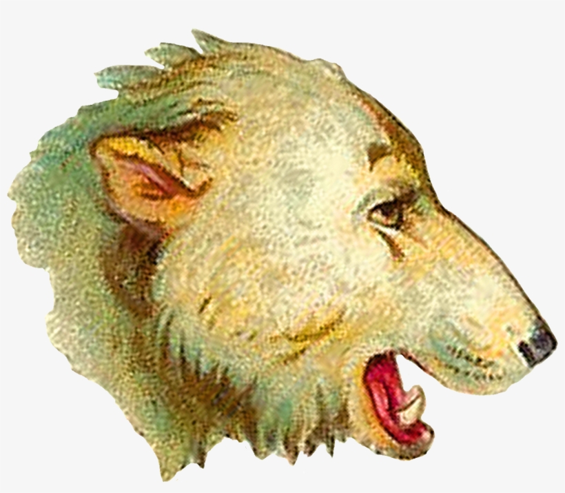 Polar Bear - Lion - Free Transparent PNG Download - PNGkey