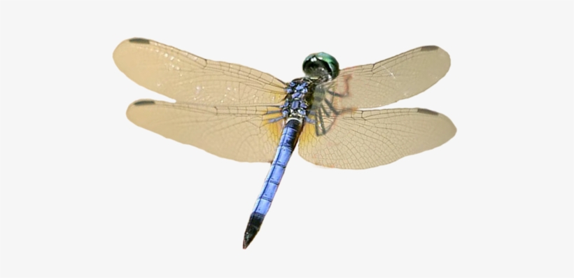 Dragonfly Wings Png For Kids - Dragonfly Transparent Background - Free ...