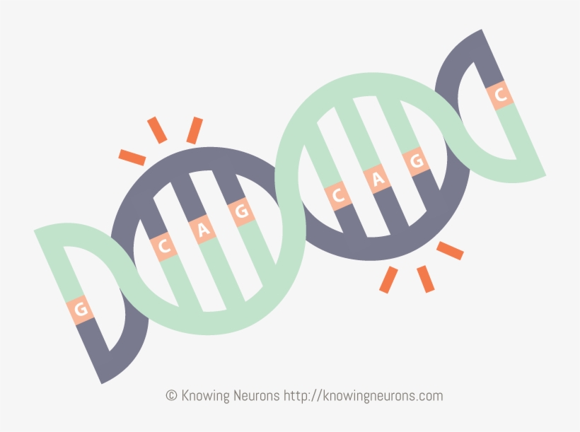 Cag Repeats By Knowing Neurons - Mutation - Free Transparent PNG ...