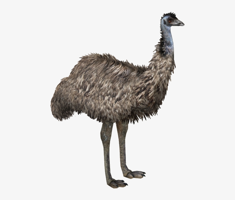 Emu - Zoo Tycoon 2 Emu - Free Transparent PNG Download - PNGkey