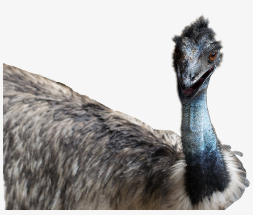 Emu - Free Transparent PNG Download - PNGkey
