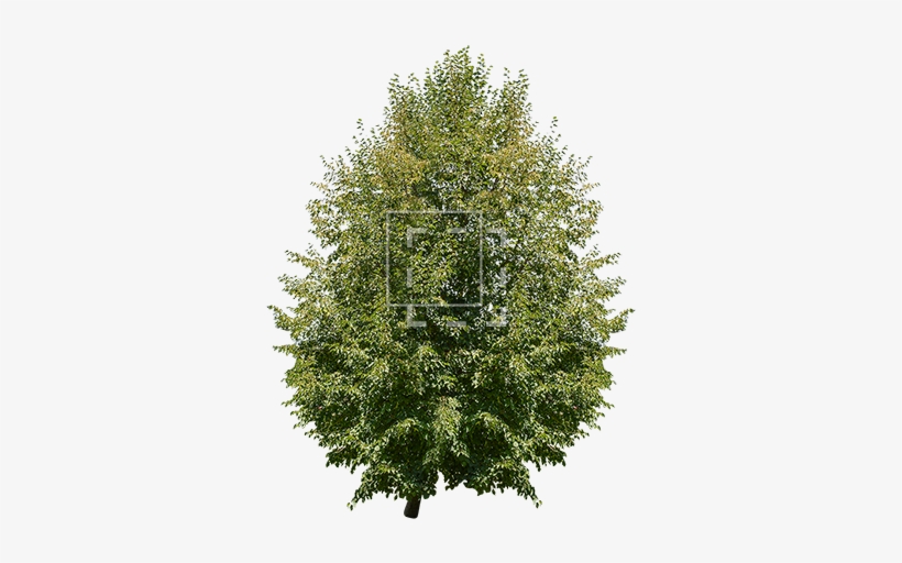Juglans Regia Tree - Hageland Juletre - Free Transparent PNG Download ...