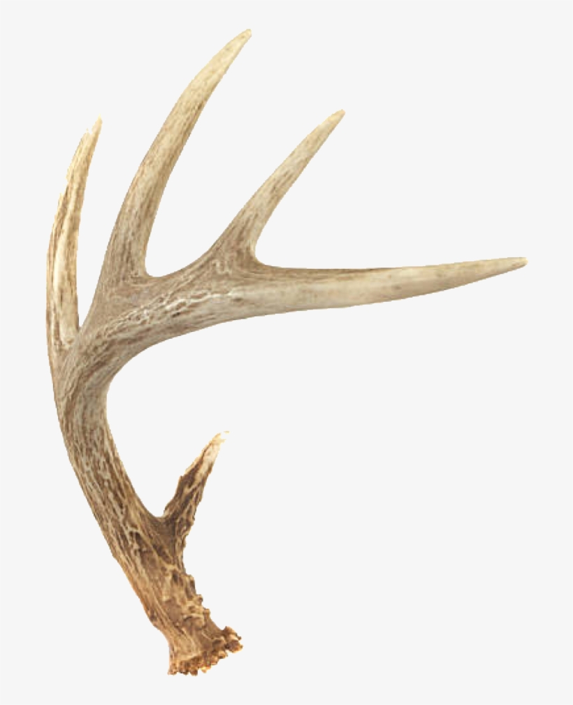 Count Points On A Deer - Free Transparent PNG Download - PNGkey