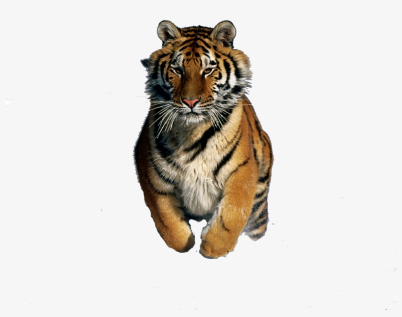 Tigre Png - Siberian Tigers On Snow - Free Transparent PNG Download ...