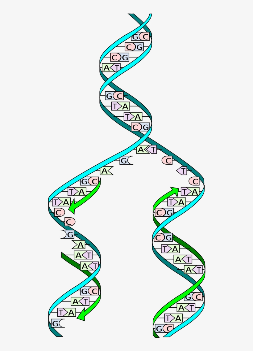 Dna Replication - Free Transparent PNG Download - PNGkey