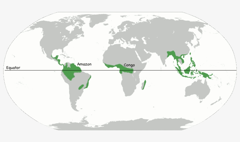 Rainforest - Amazon Forest Map World - Free Transparent PNG Download ...