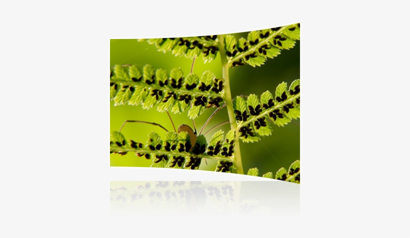 Test - Moss - Free Transparent PNG Download - PNGkey