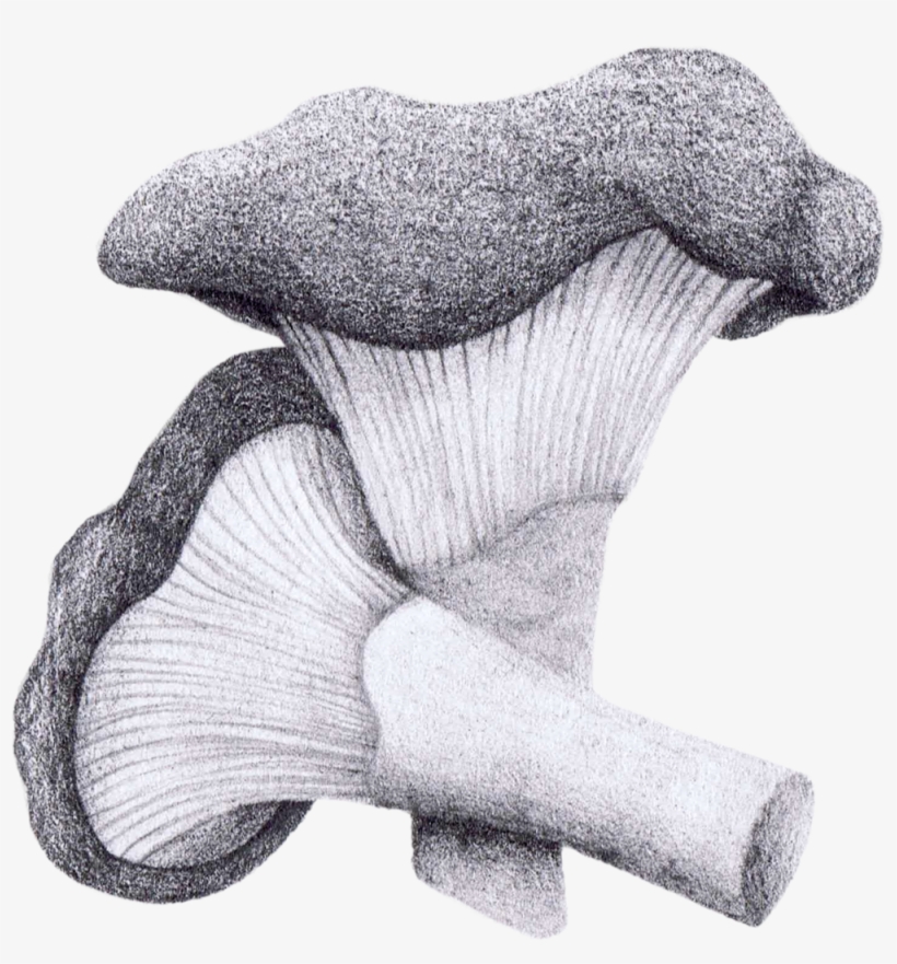 Sketch - Free Transparent PNG Download - PNGkey