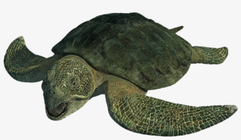 Turtle Png Download Image - Protostega Gigas - Free Transparent PNG ...