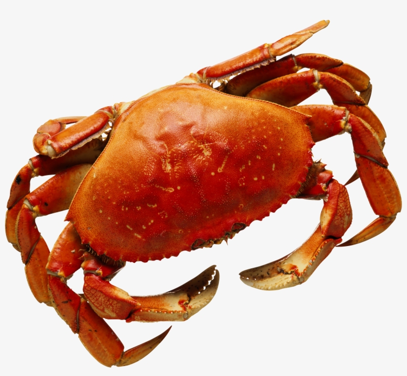 Crab In Png - Free Transparent PNG Download - PNGkey