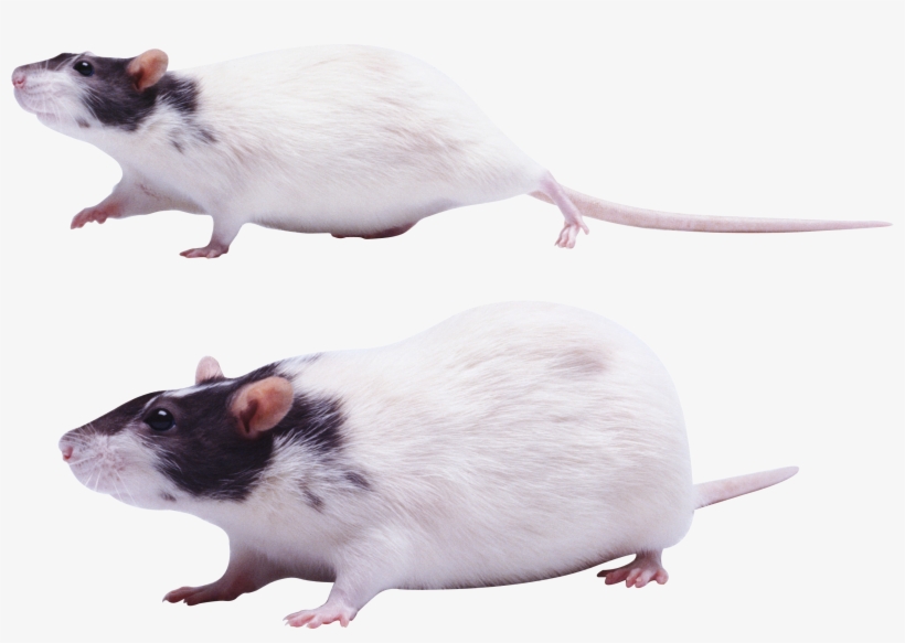 Transparent Background Rat Png - Free Transparent PNG Download - PNGkey