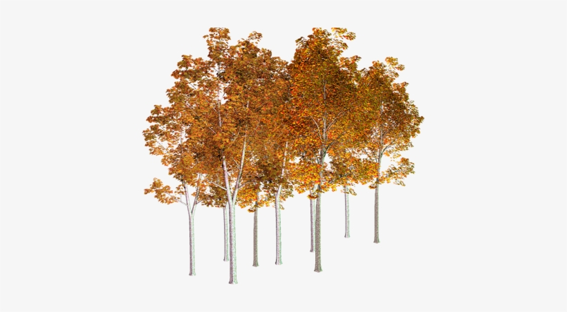 Paradiso Autumn-trees - Grove - Free Transparent PNG Download - PNGkey