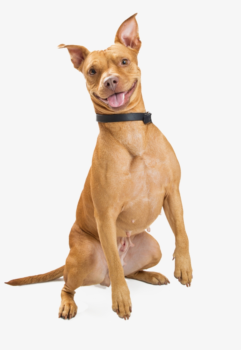Smiling Dog - Smiling Dog Png - Free Transparent PNG Download - PNGkey