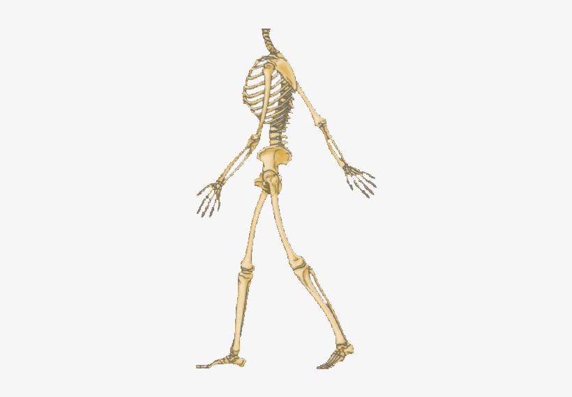 Skeletons - Arrow - Free Transparent PNG Download - PNGkey