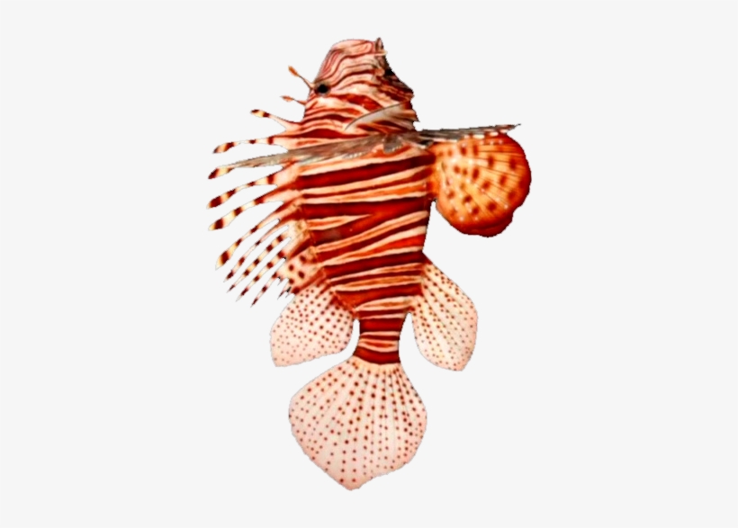 Lionfish-beachwear - Lionfish - Free Transparent PNG Download - PNGkey