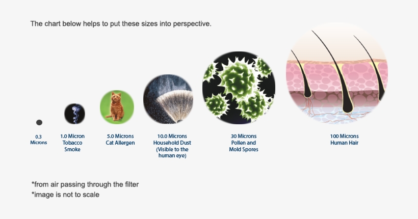 Reading Safari Magazine: Microbes [book] - Free Transparent PNG ...