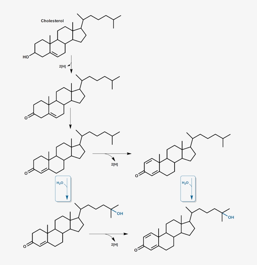 Steroids-overview - Diagram - Free Transparent PNG Download - PNGkey