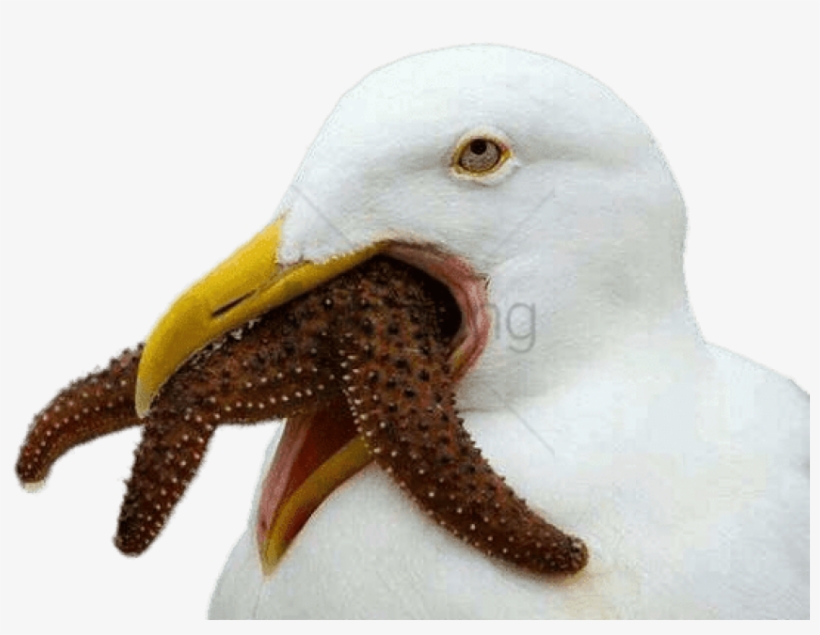 Seagull Trying To Swallow Starfish Png - Cursed Bird - Free Transparent ...