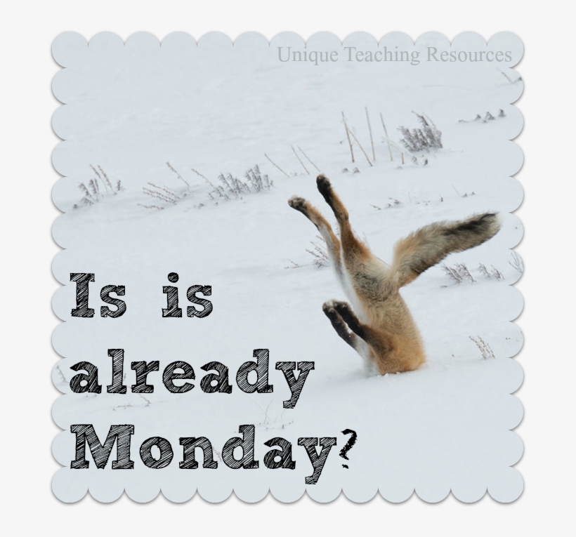 Png Monday Fox Head In Snow Is It Already Monday - Comedy Wildlife ...